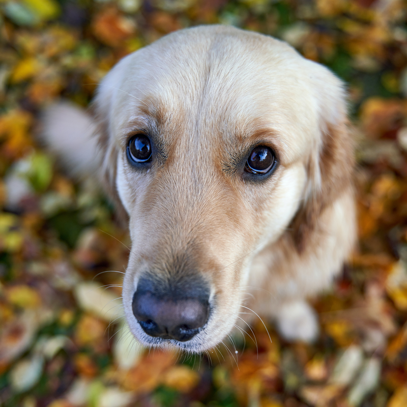 GRRI-NJ: Surrendering Your Golden Retriever: Compassionate Support and Care